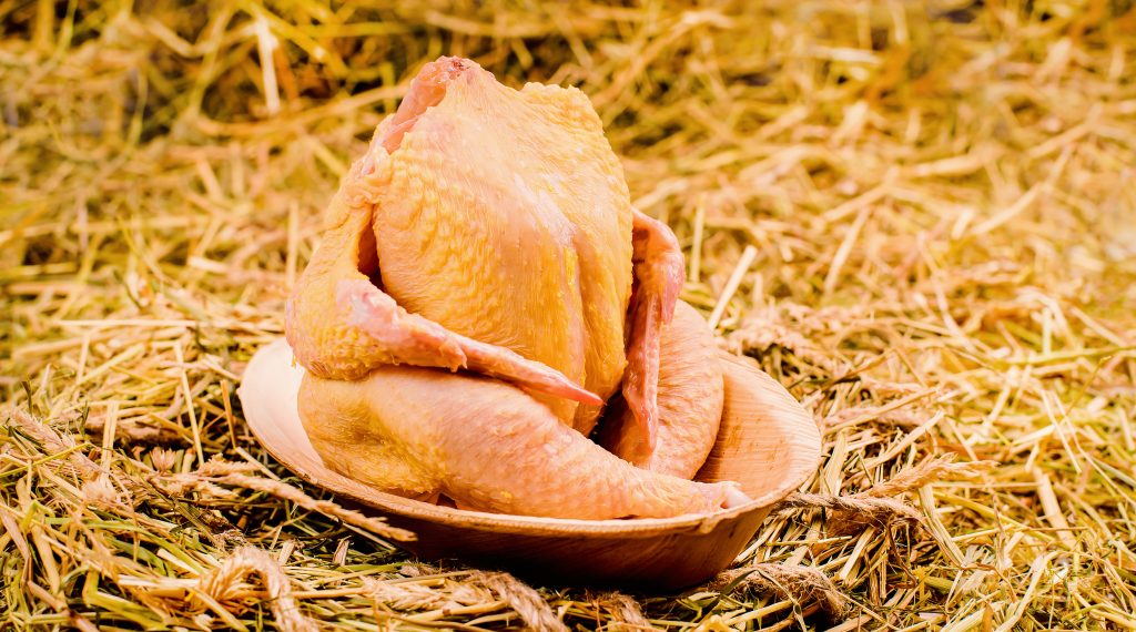 Feeding Chicken to Chickens - Backyard Poultry